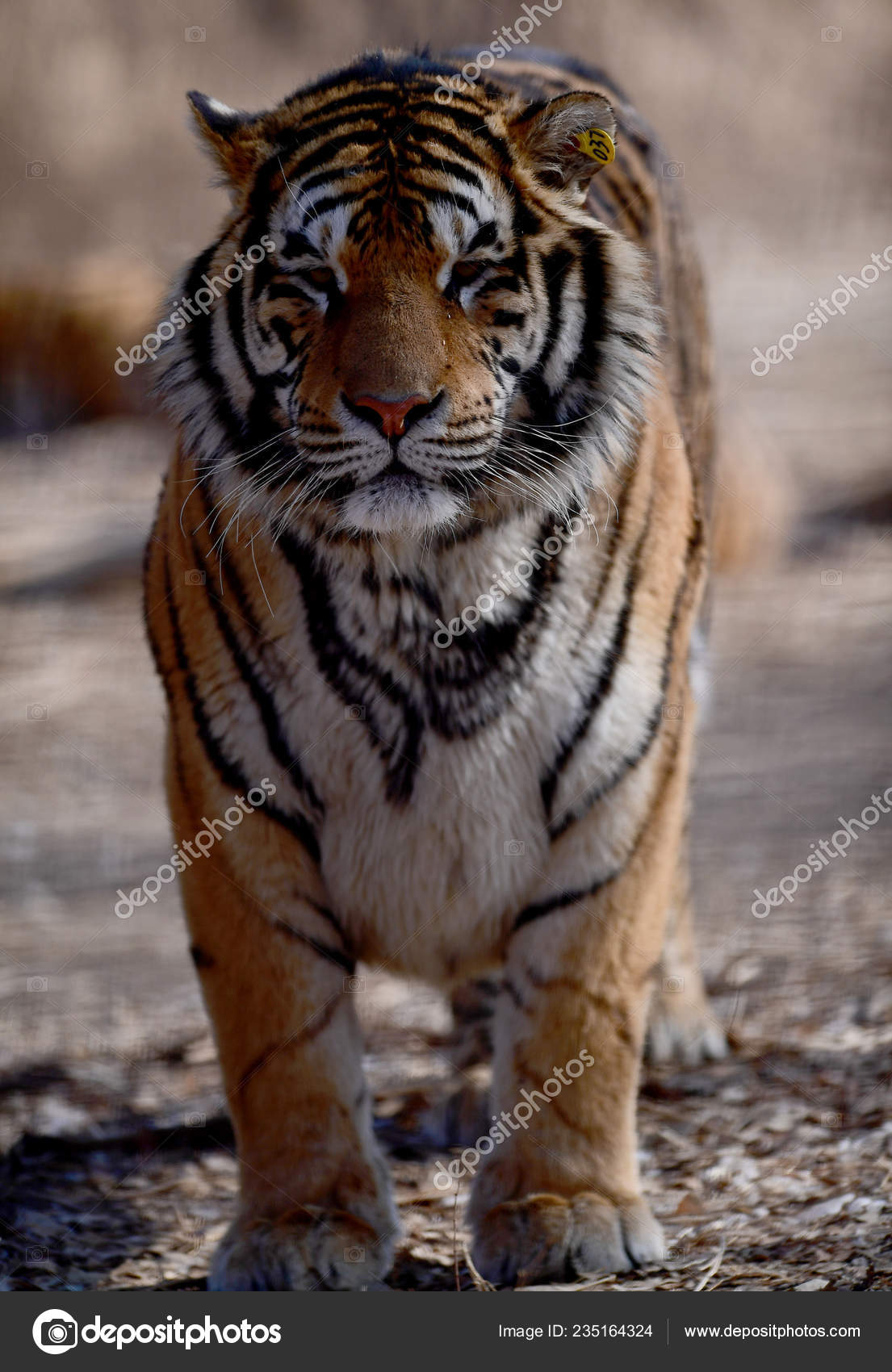 Fat Siberian Tiger Pictured Shenyang Tiger Park Shenyang City Northeast ...