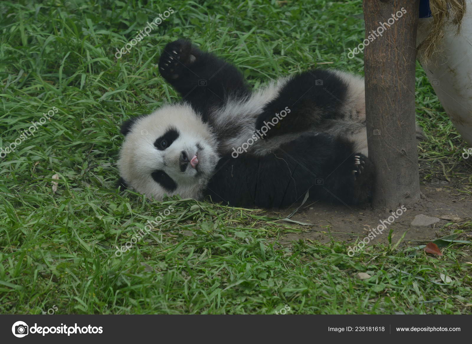 Giant Panda Cub Falls Head Heels Tree Base China Conservation — Stock ...