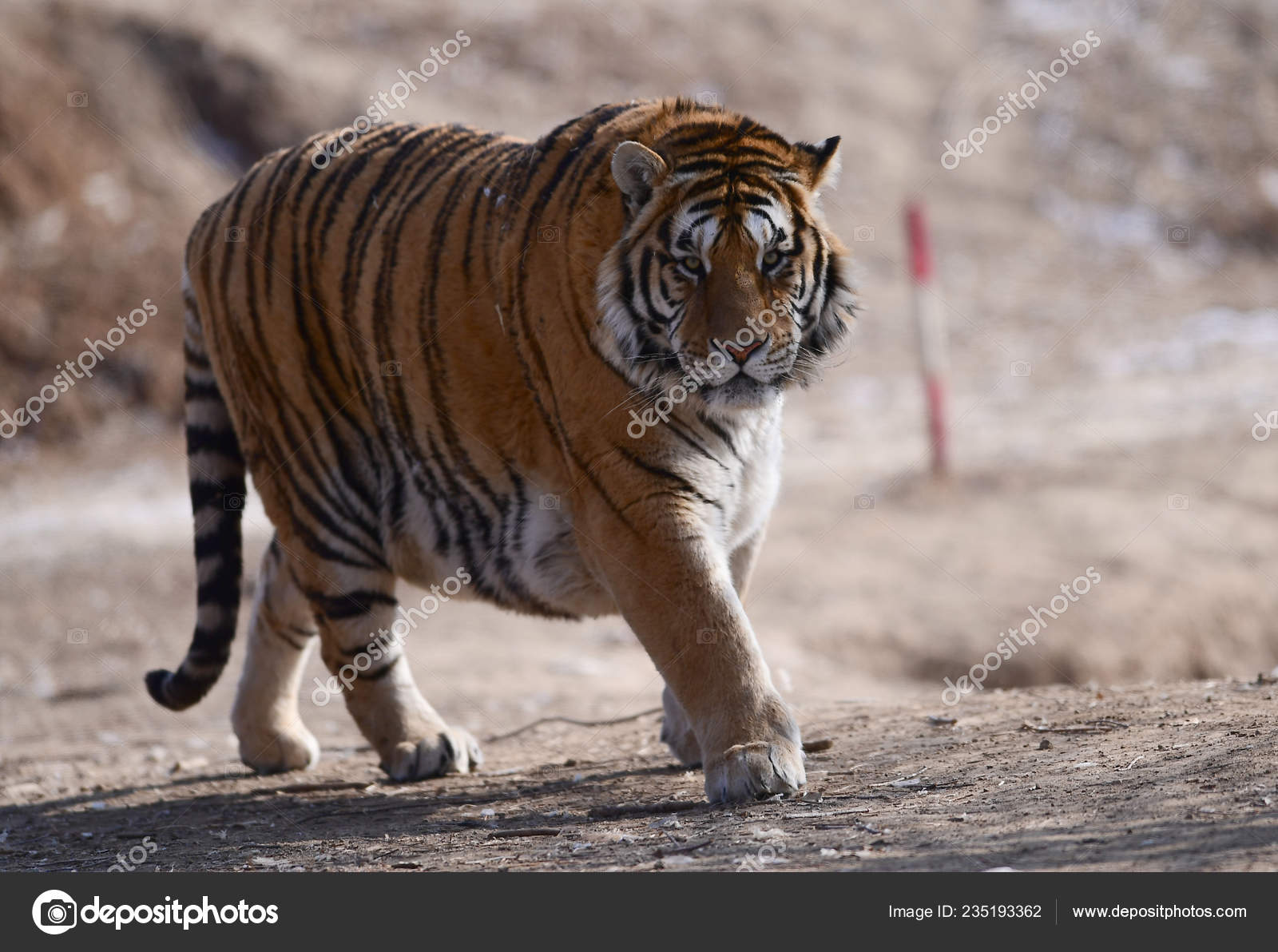 Fat Siberian Tiger Pictured Shenyang Tiger Park Shenyang City Northeast ...