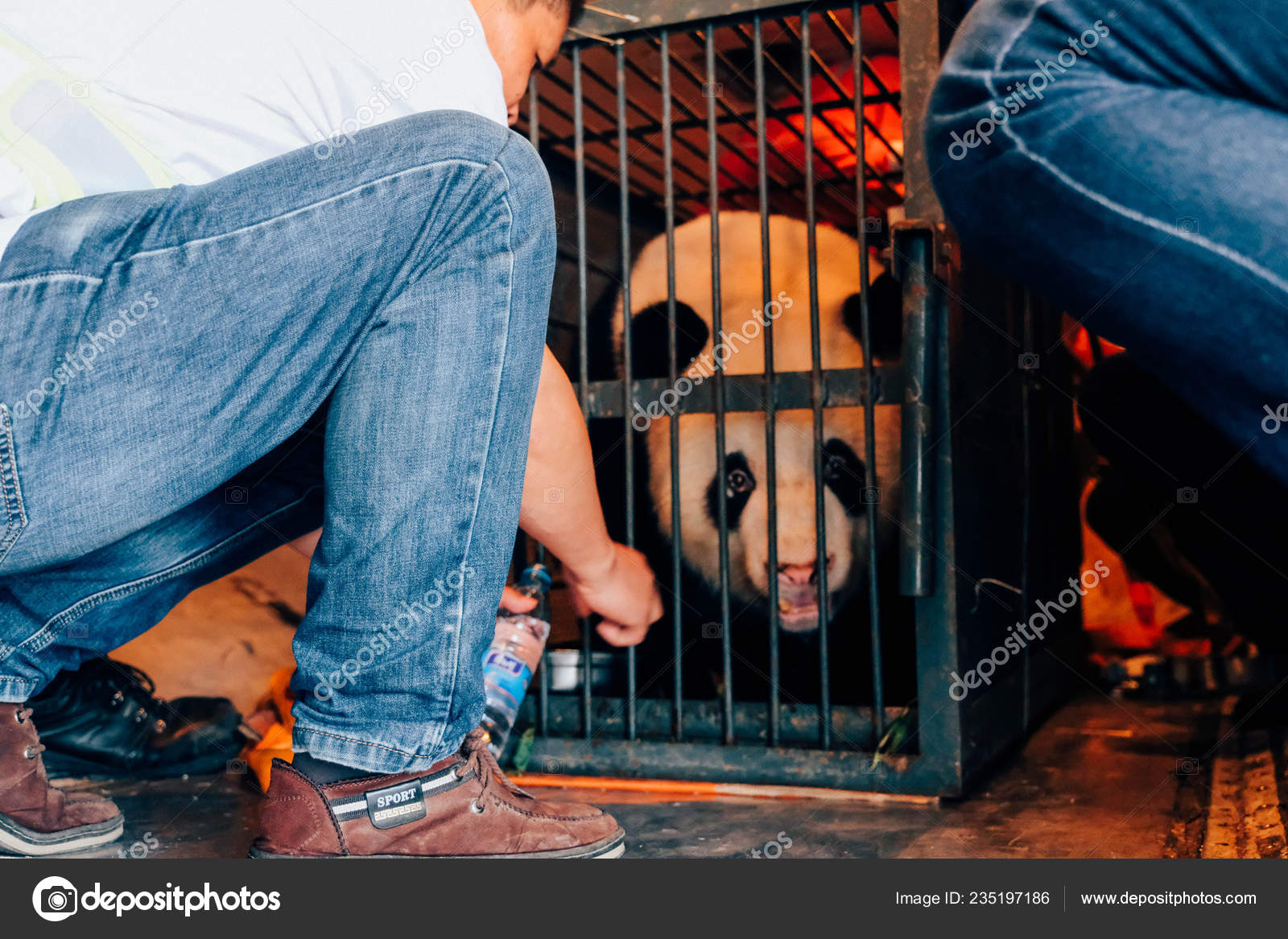 Giant Panda Wei Wei Which Alleged Abused Zookeeper Wuhan Zoo – Stock ...