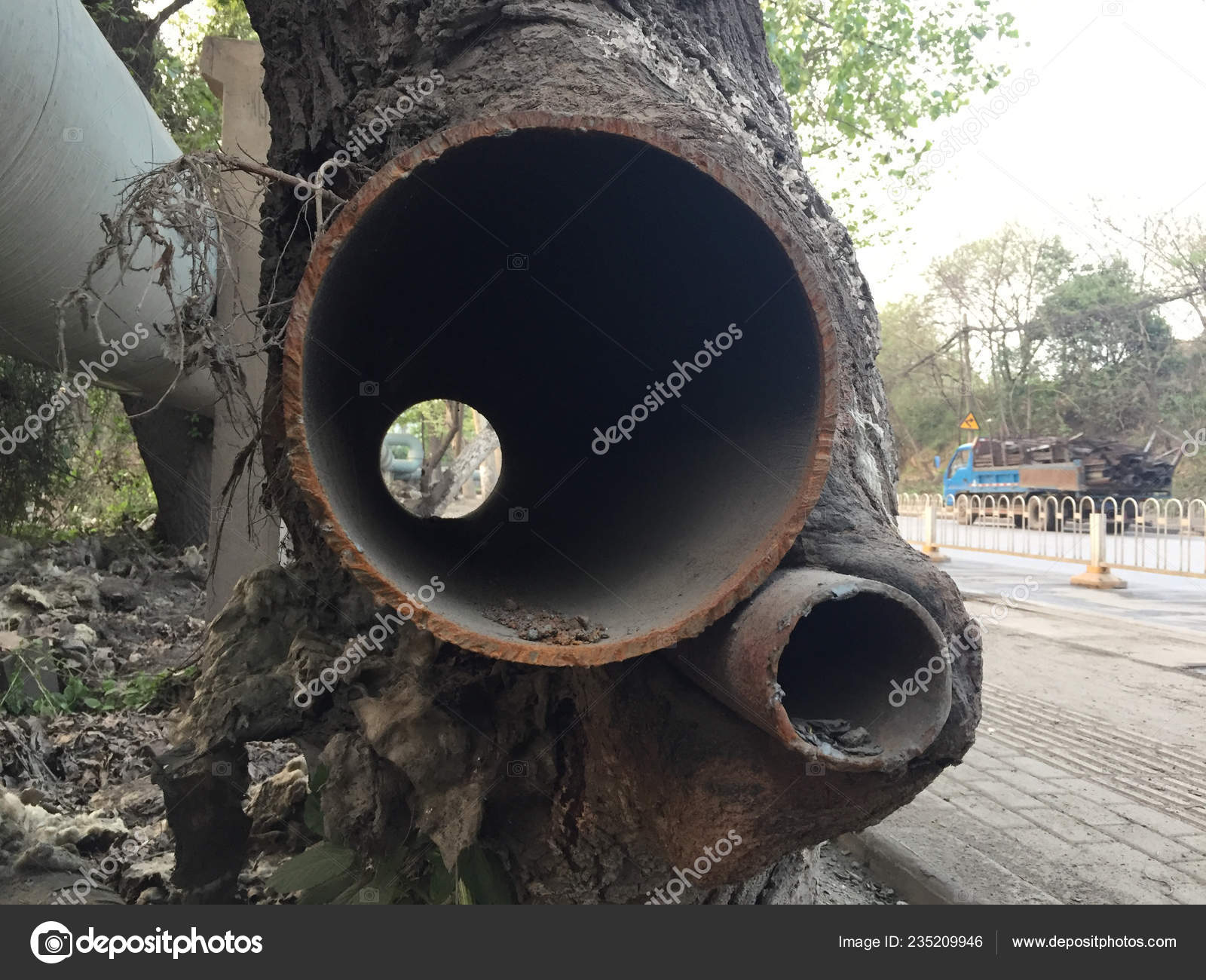 Meter Tall Tree Grows Two Iron Pipes Wuhan City Central – Stock ...
