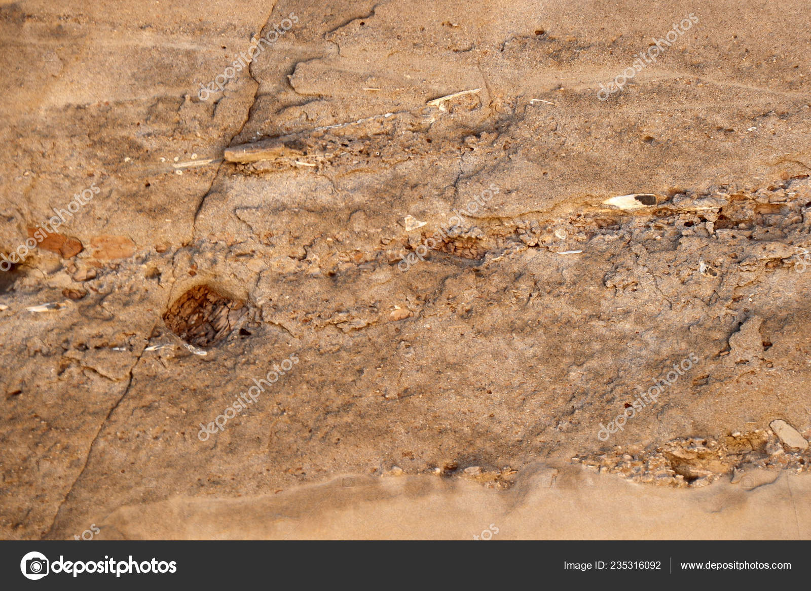 Fossils Pterosaurs Known Hamipterus Tianshanensis Unearthed Excavation ...