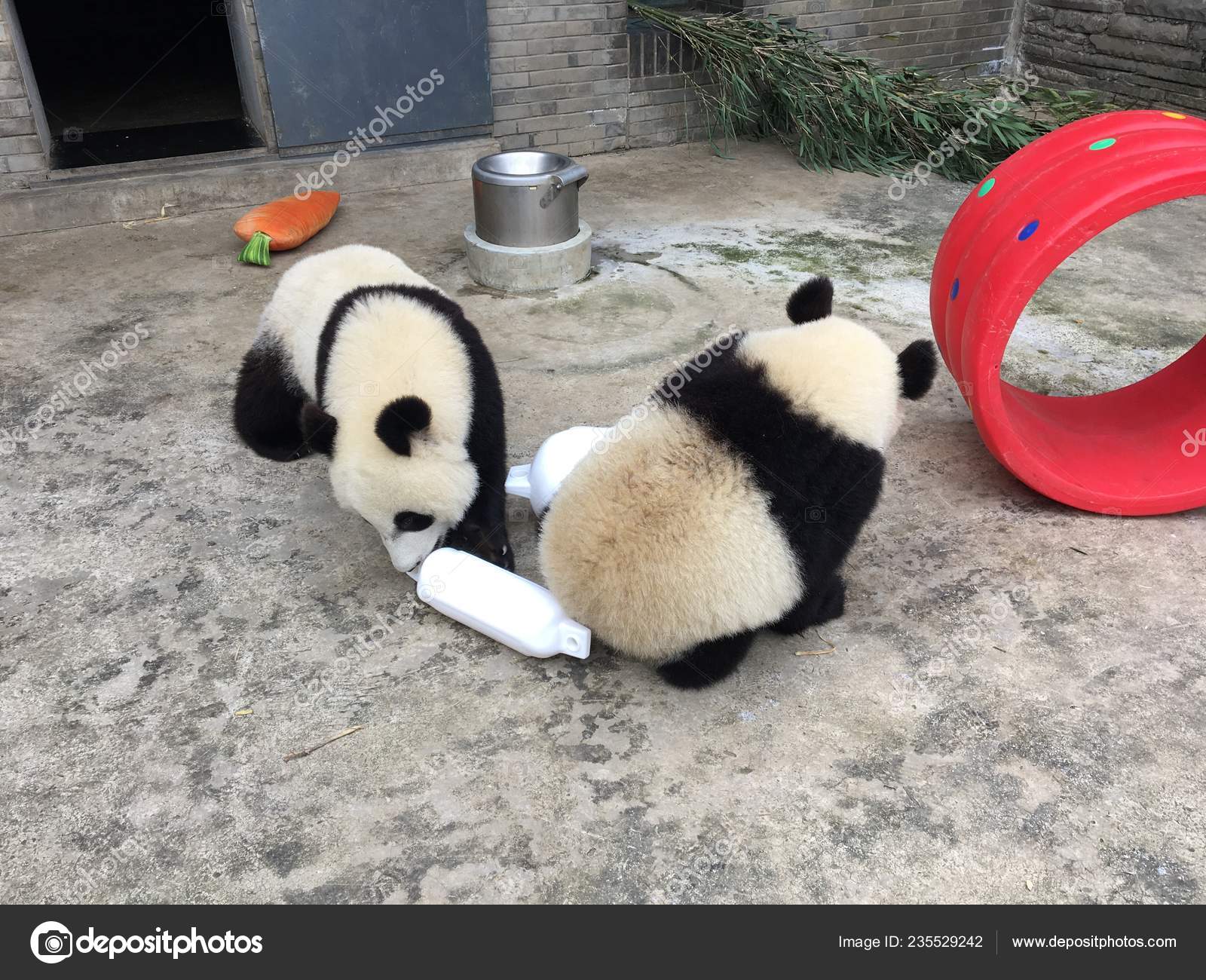 Giant Pandas Play Candy Toys Base China Conservation Research Centre ...