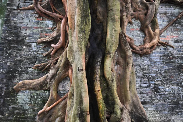 Tree of asia Stock Photos, Royalty Free Tree of asia Images | Depositphotos