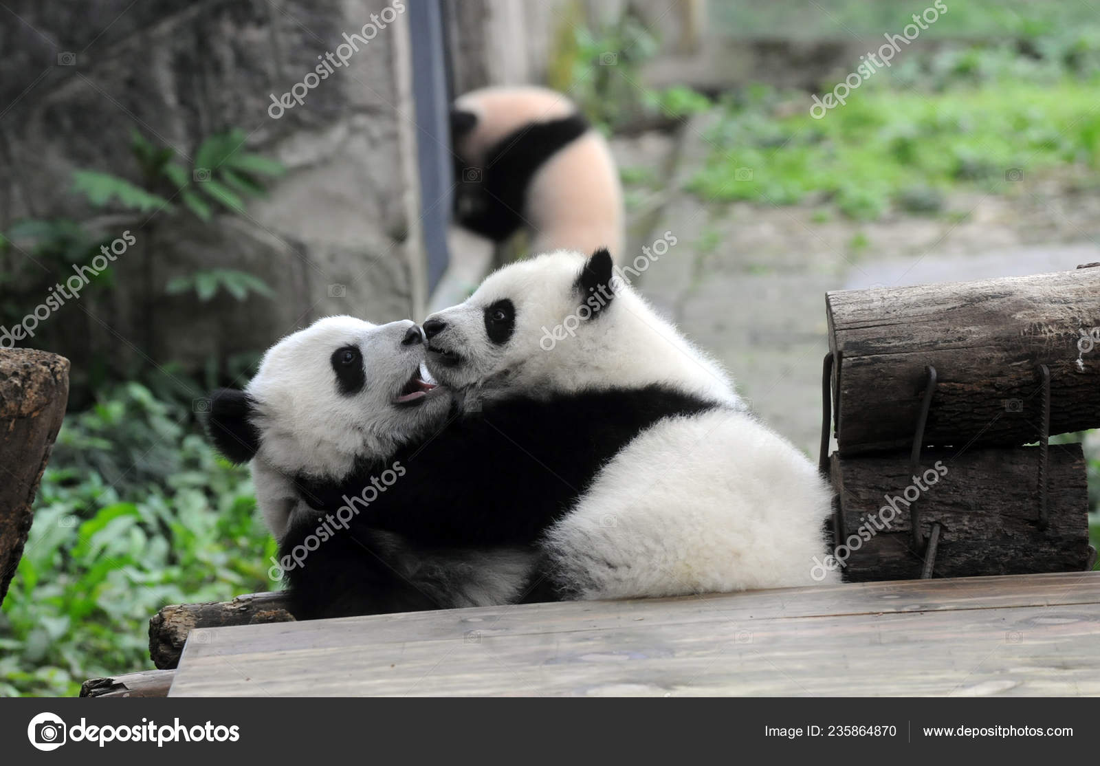 Giant Panda Cubs Bao Bei Liang Yue Play Chongqing Zoo — Stock Editorial ...