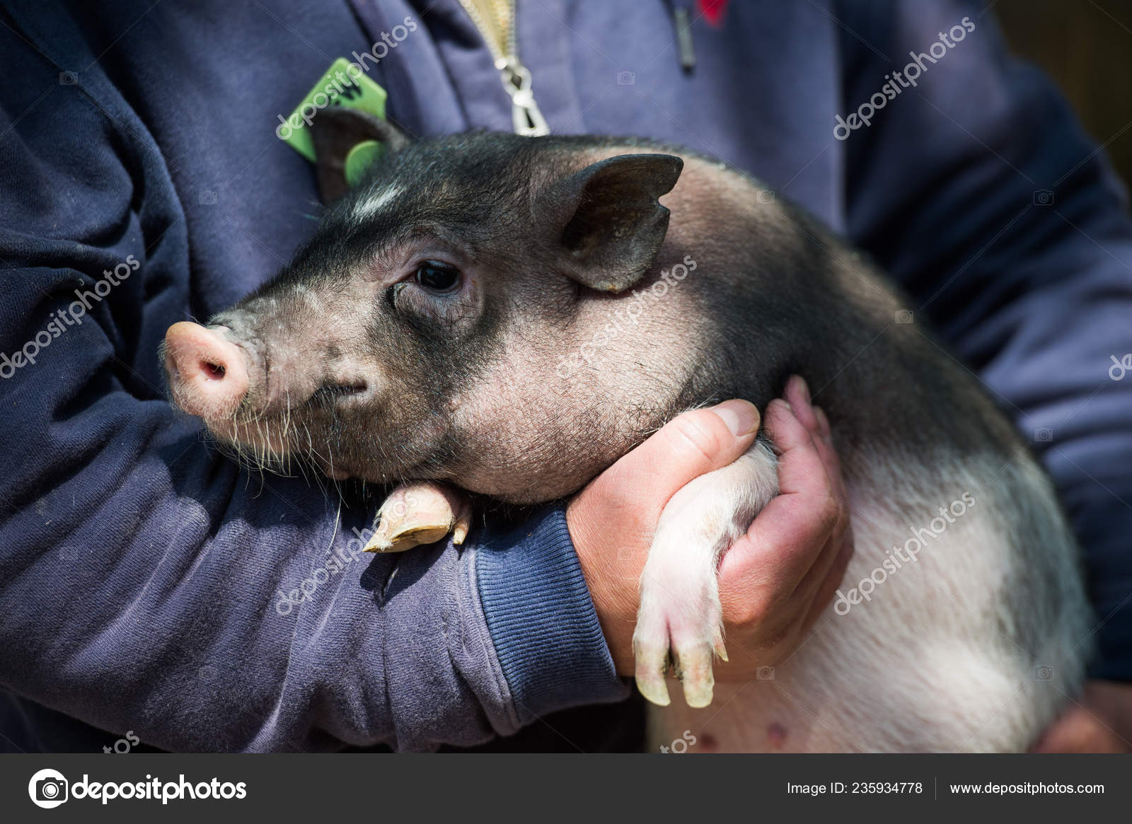 Chinese Keeper Holds Ghr Cloning Pig Cloned Shenzhen Huada Gene — Stock ...