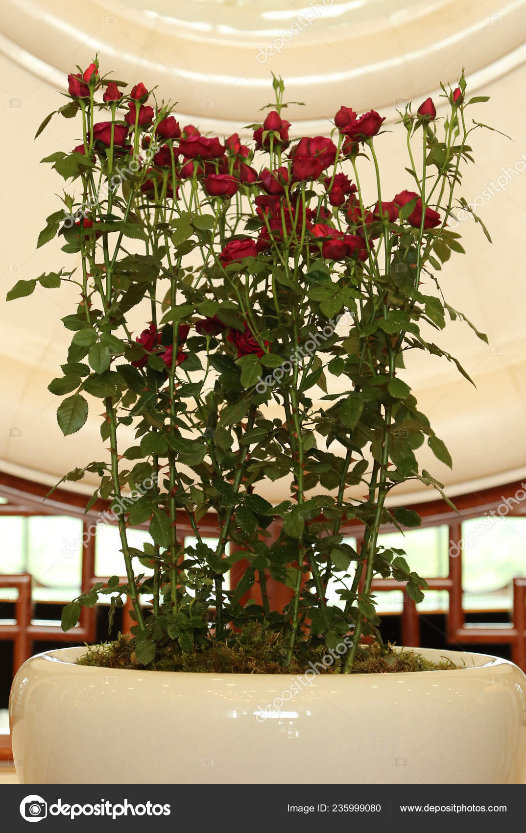 Pot Roses Named Myanmar State Counselor Daw Aung San Suu – Stock ...