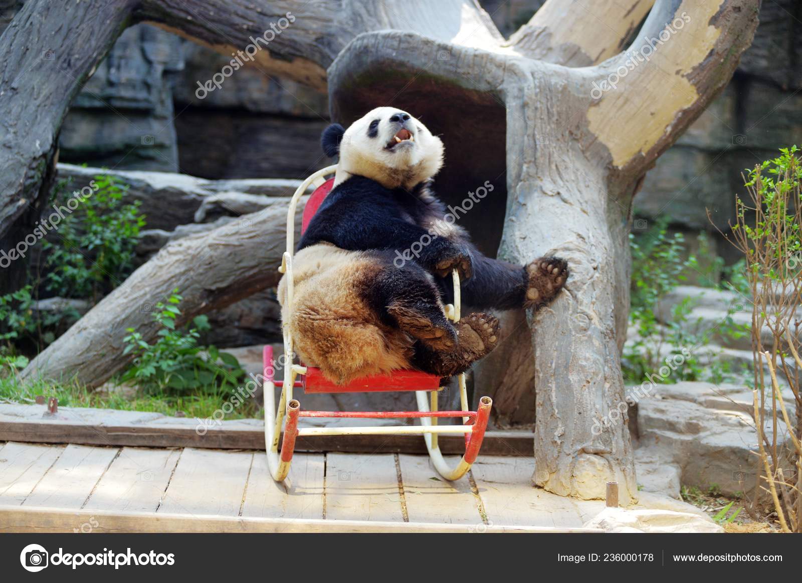 Giant Panda Plays Rocking Chair Beijing Zoo Beijing China May — Stock ...