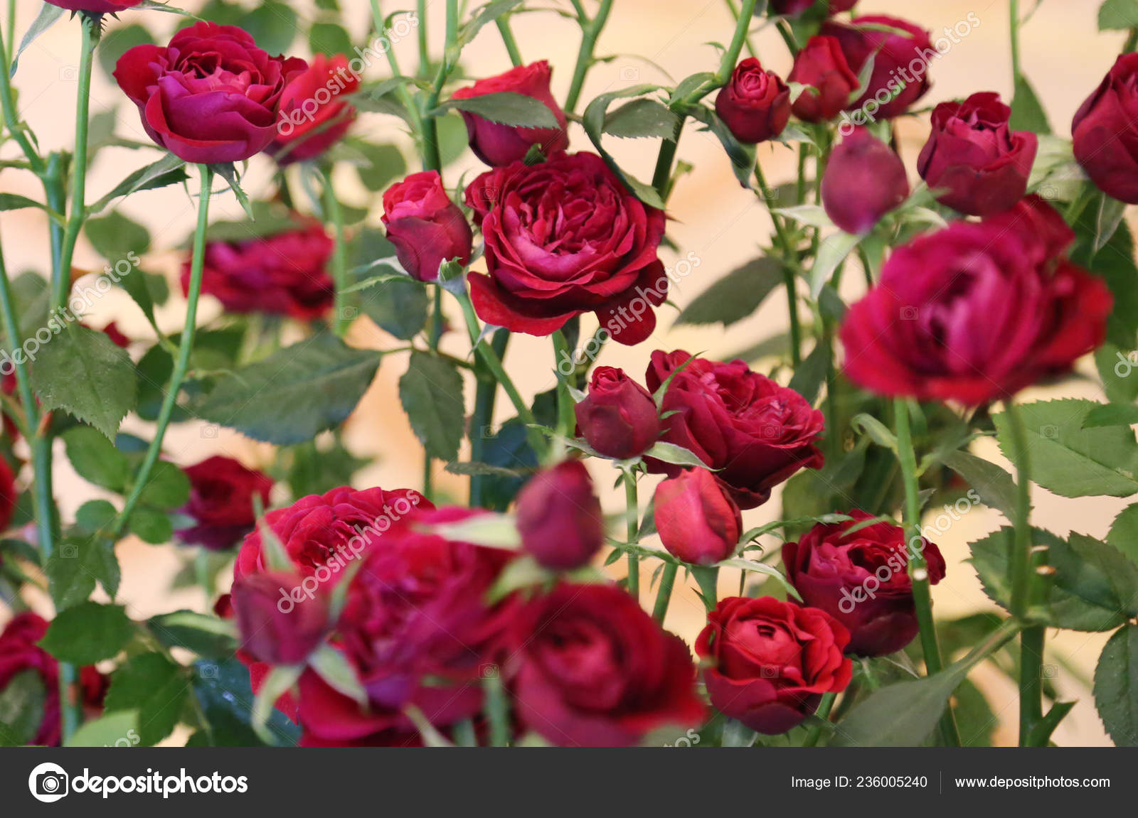 Pot Roses Named Myanmar State Counselor Daw Aung San Suu — Stock ...