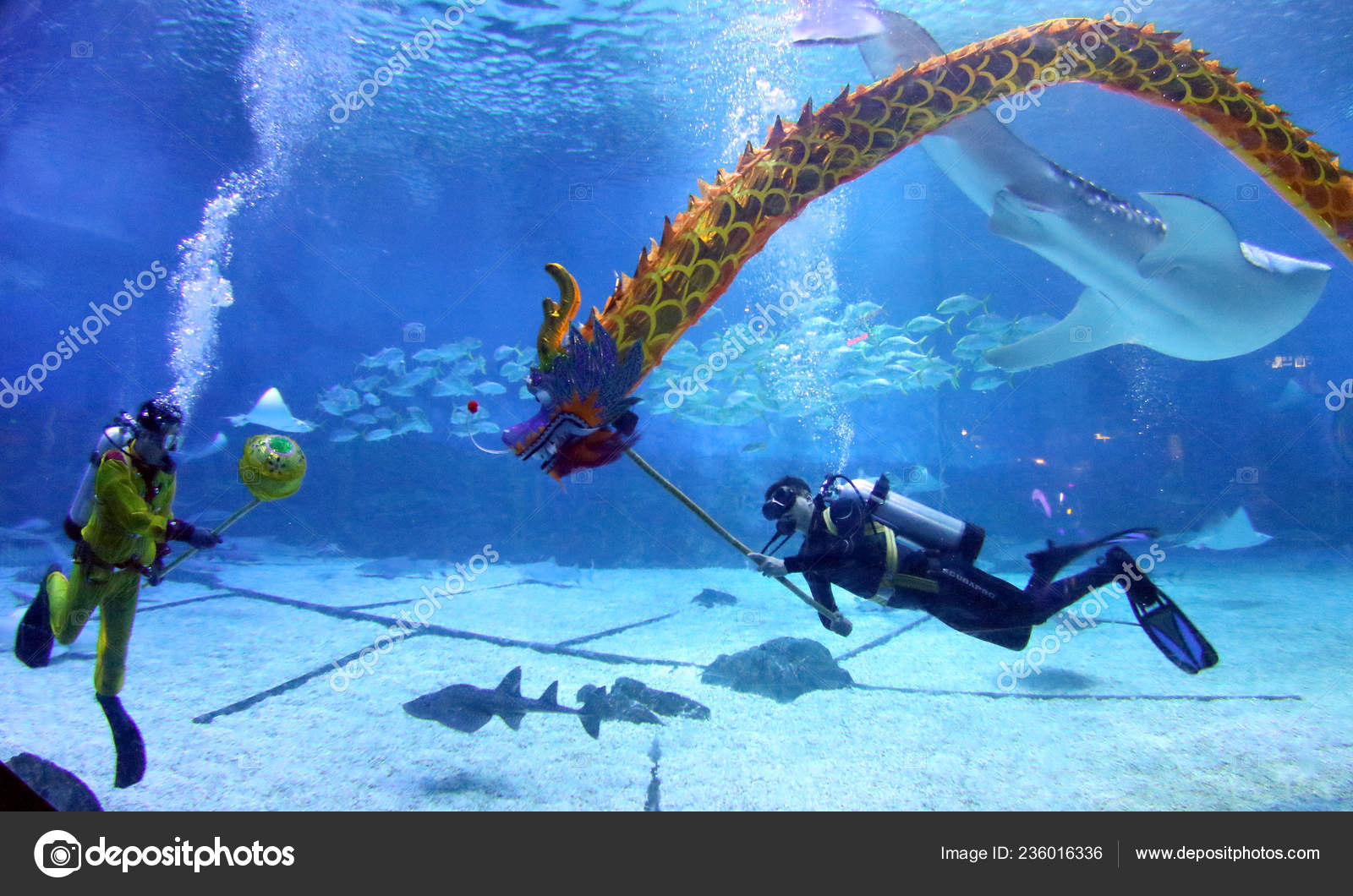 Divers Perform Dragon Dance Shark Other Sea Animals Underwater Show ...