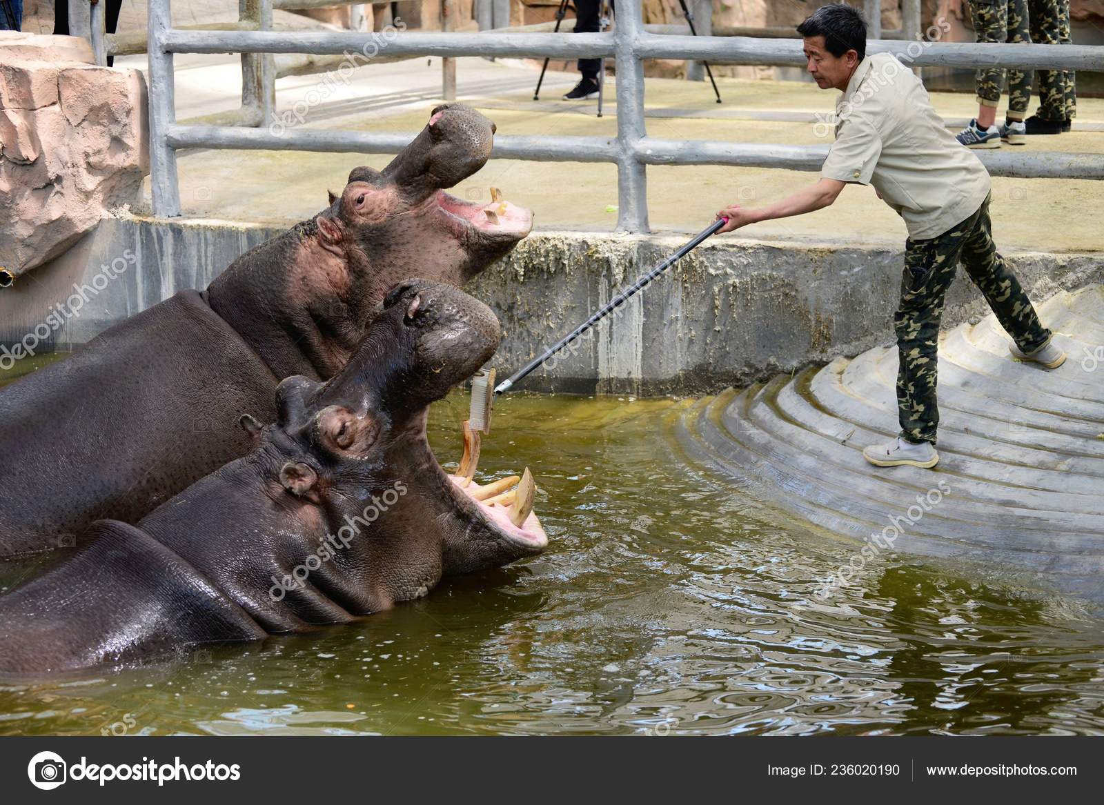 Chinese Keeper Cleans Teeth Hippo Qingdao Forest Wildlife World Zoo ...