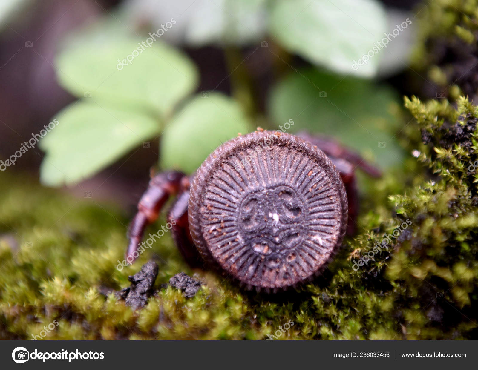 Cyclocosmia Trapdoor Spider Disk Attached Its Abdomen Pictured ...