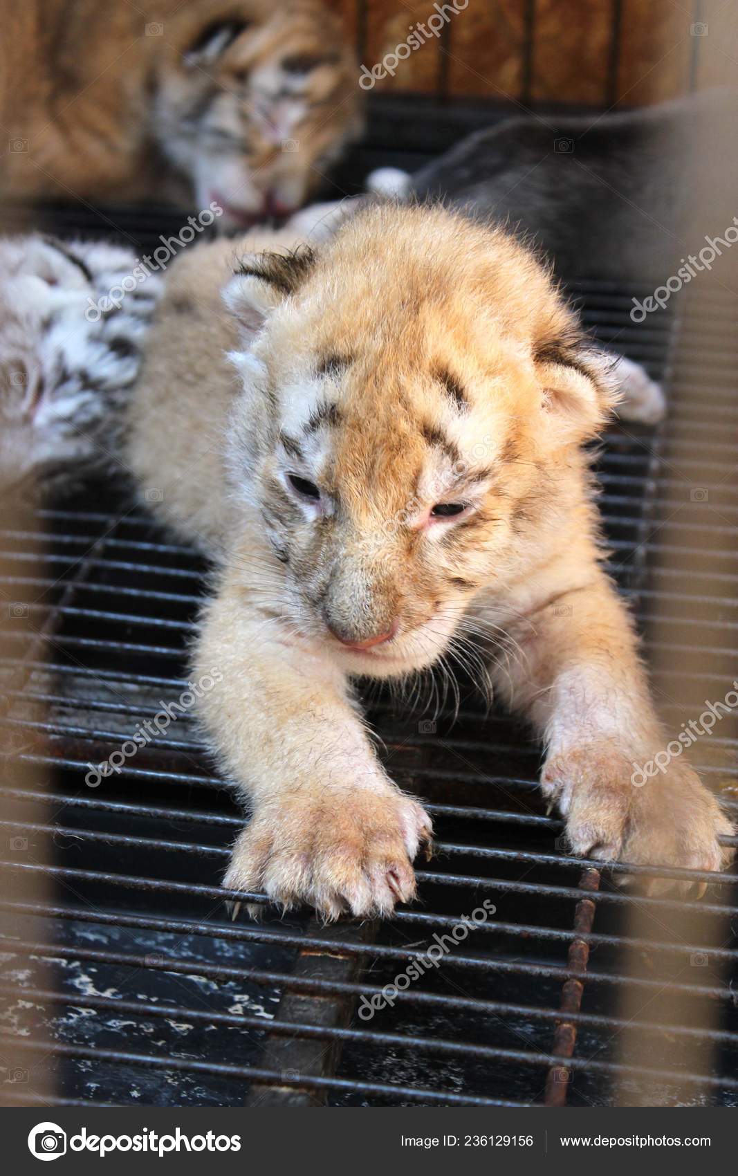 Tiger Cub Born Year Old Bengal Tiger Pictured Xixiakou Nature – Stock ...
