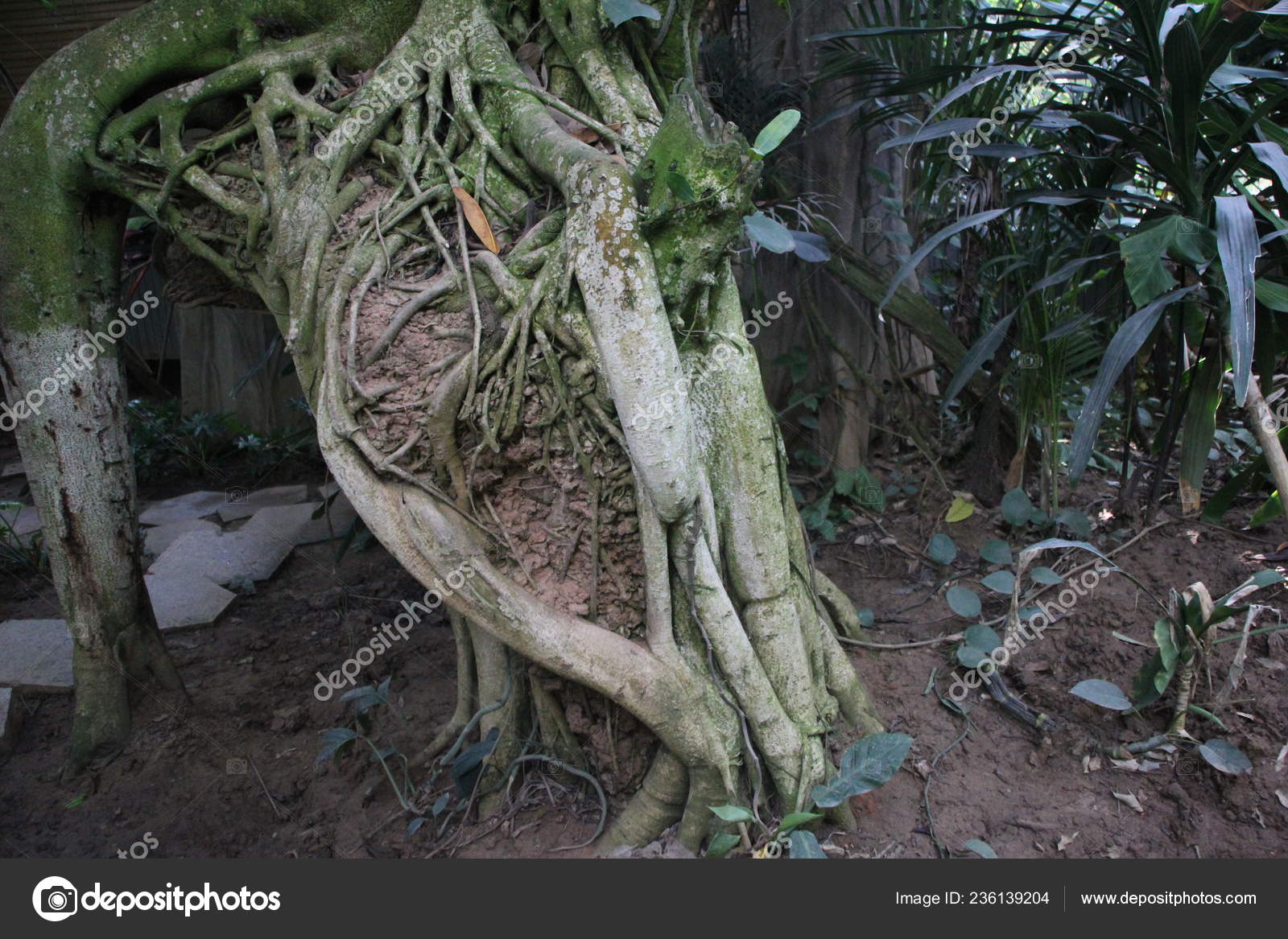 Millennium Tree Height More Meters Pictured Nanshan Botanical Garden ...