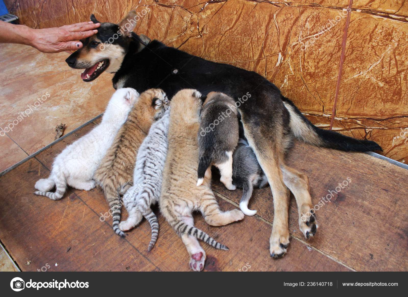Tiger Playing With Dog