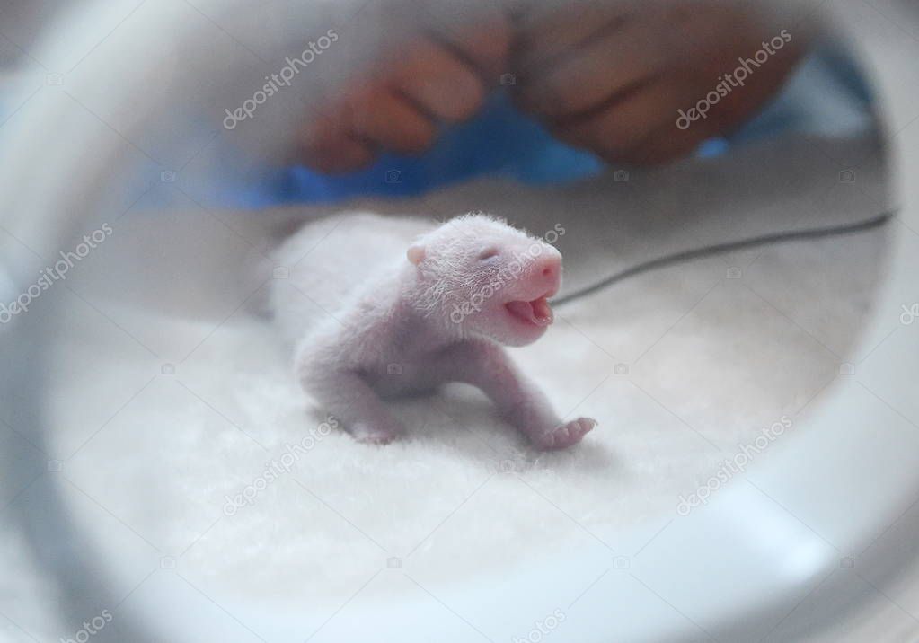 Un cachorro de panda gigante recién nacido nacido por Jing Jing, el ...