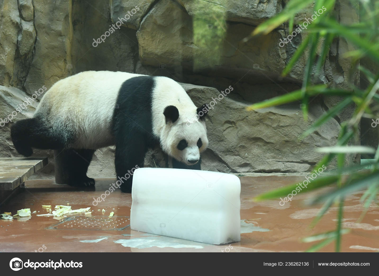 Giant Panda Cools Huge Ice Block Air Conditioned Room Chengdu — Stock ...