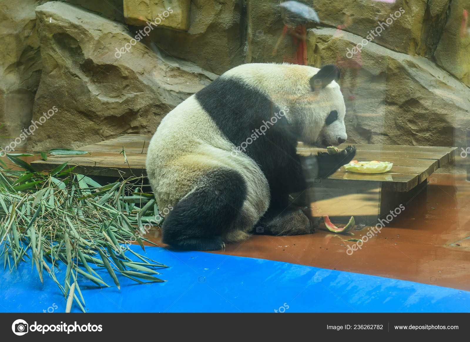 Giant Panda Cools Huge Ice Block Watermelons Air Conditioned Room ...