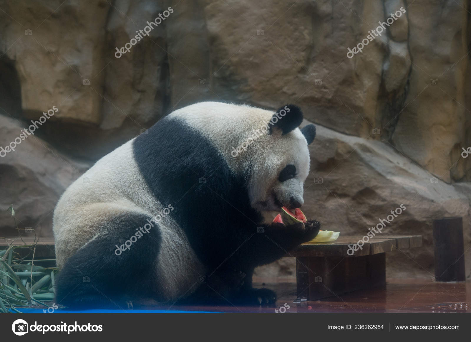 Giant Panda Cools Huge Ice Block Watermelons Air Conditioned Room ...