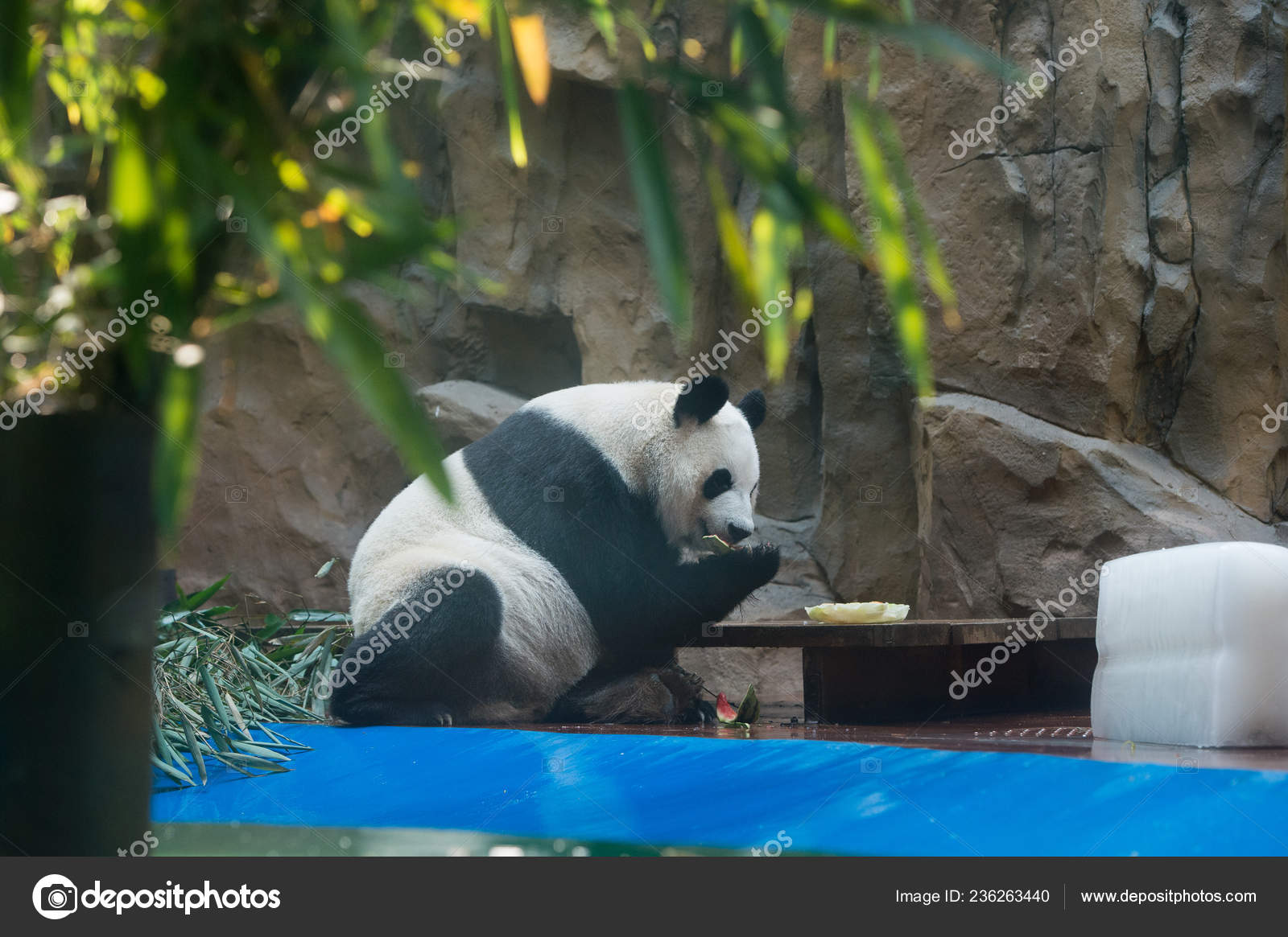 Giant Panda Cools Huge Ice Block Watermelons Air Conditioned Room ...