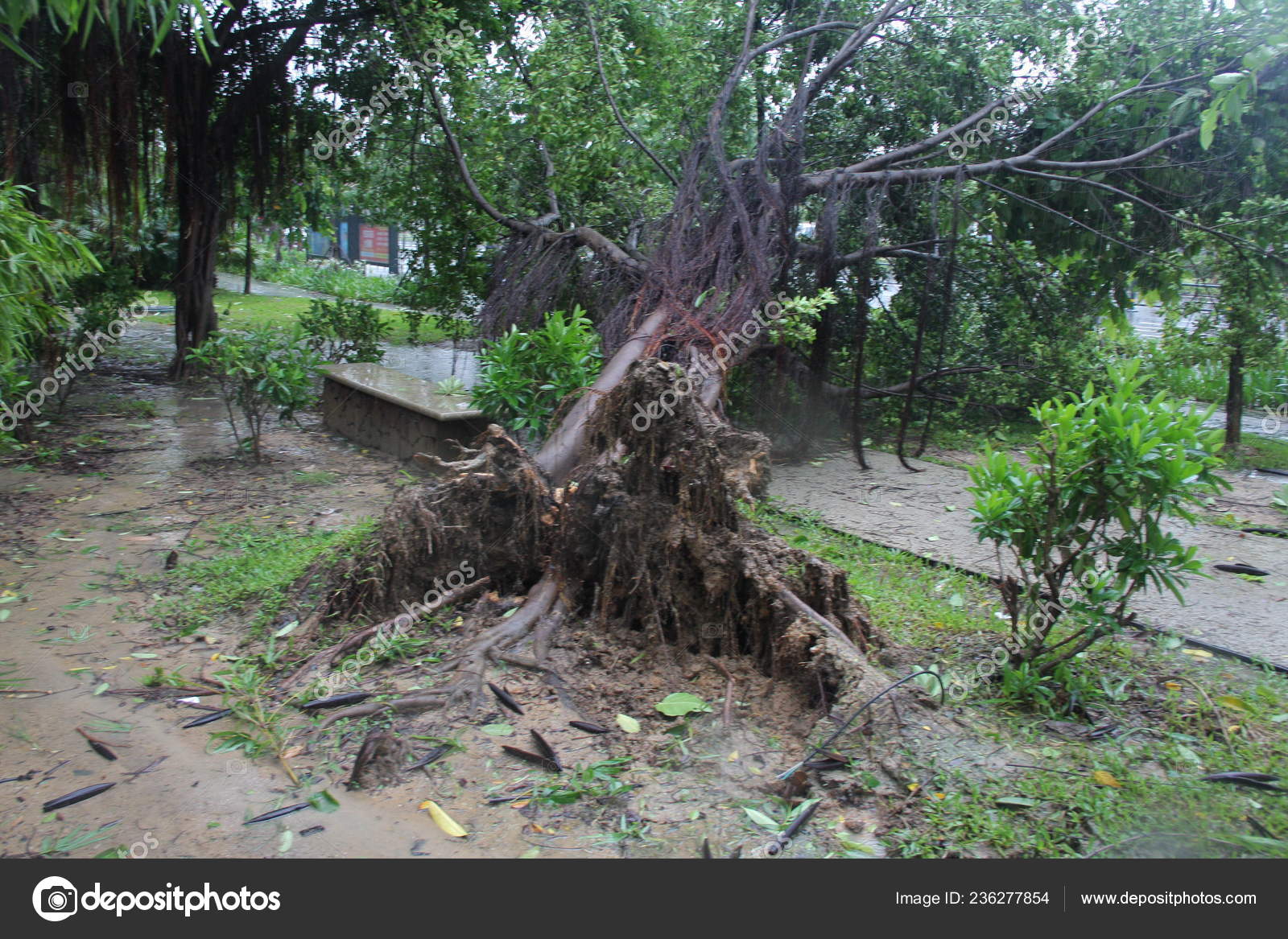 Tree Uprooted Strong Wind Caused Typhoon Talas Road Sanya City — Stock ...