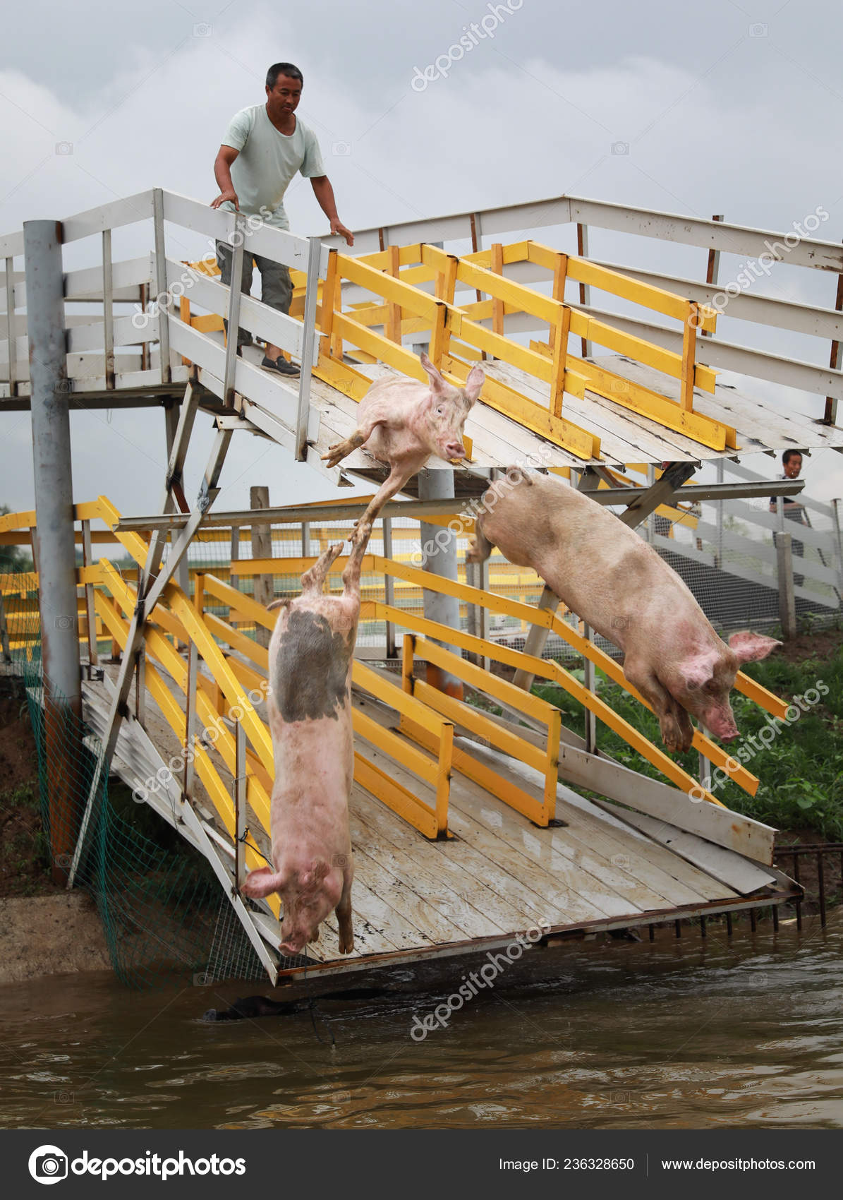 Pigs Jump Platform Dive Water Daily Training Pig Farm Sanjiazhai ...