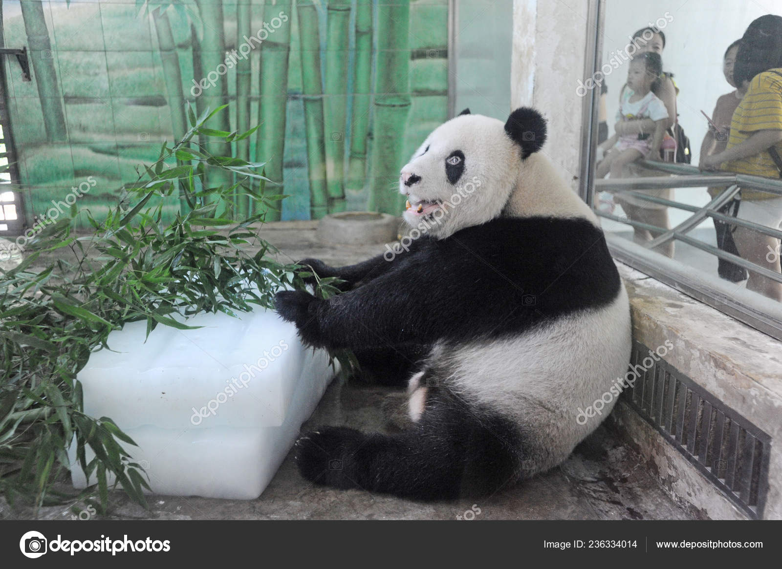 Giant Panda Weiwei Eats Bamboo Shoots Huge Ice Blocks Cool — Stock ...