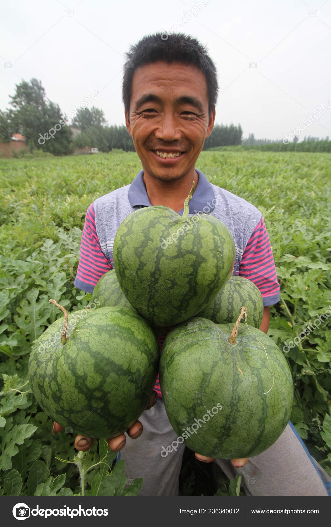 Chinese Villager Shows Watermelons Featuring Shape Heart Quzhou County ...