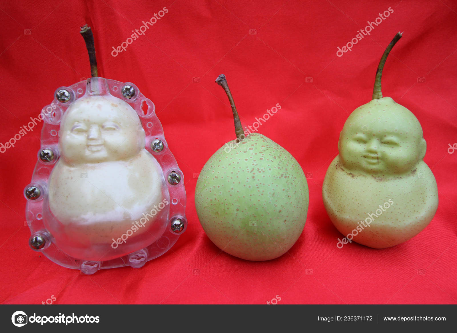 Chinese Farmer Shows Harvested Buddha Shaped Pears Normal Pear His ...