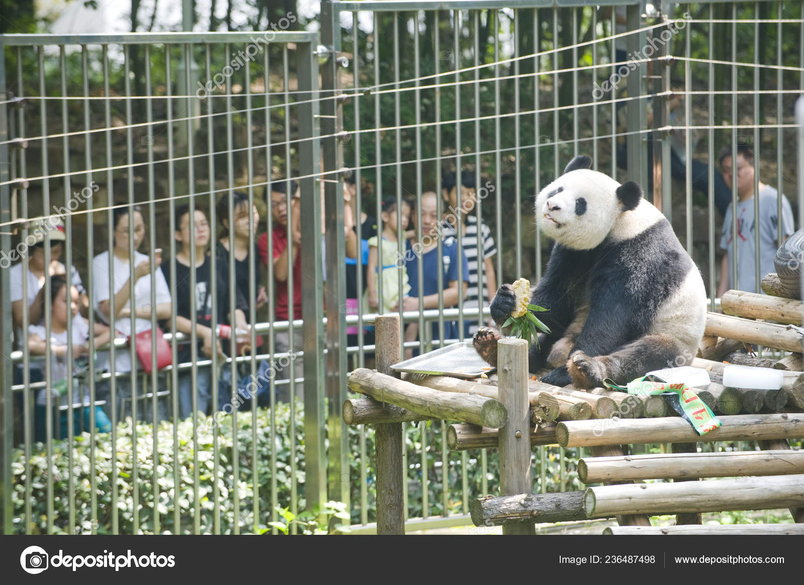 Giant Panda Wei Wei Eats Her Birthday Cake Shaped Fodder — Stock ...