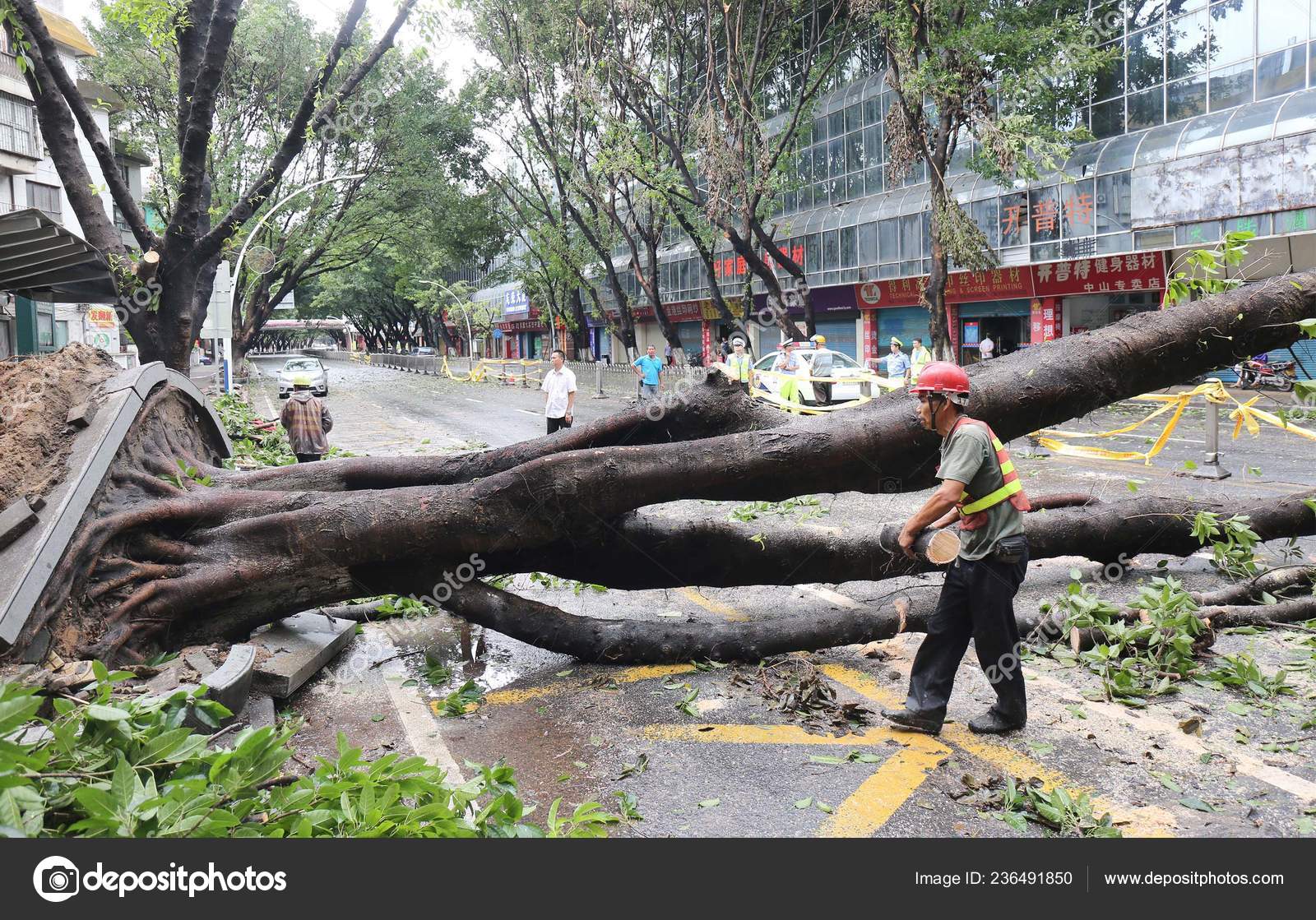Worker Walks Tree Uprooted Strong Wind Caused Typhoon Pakhar Road ...