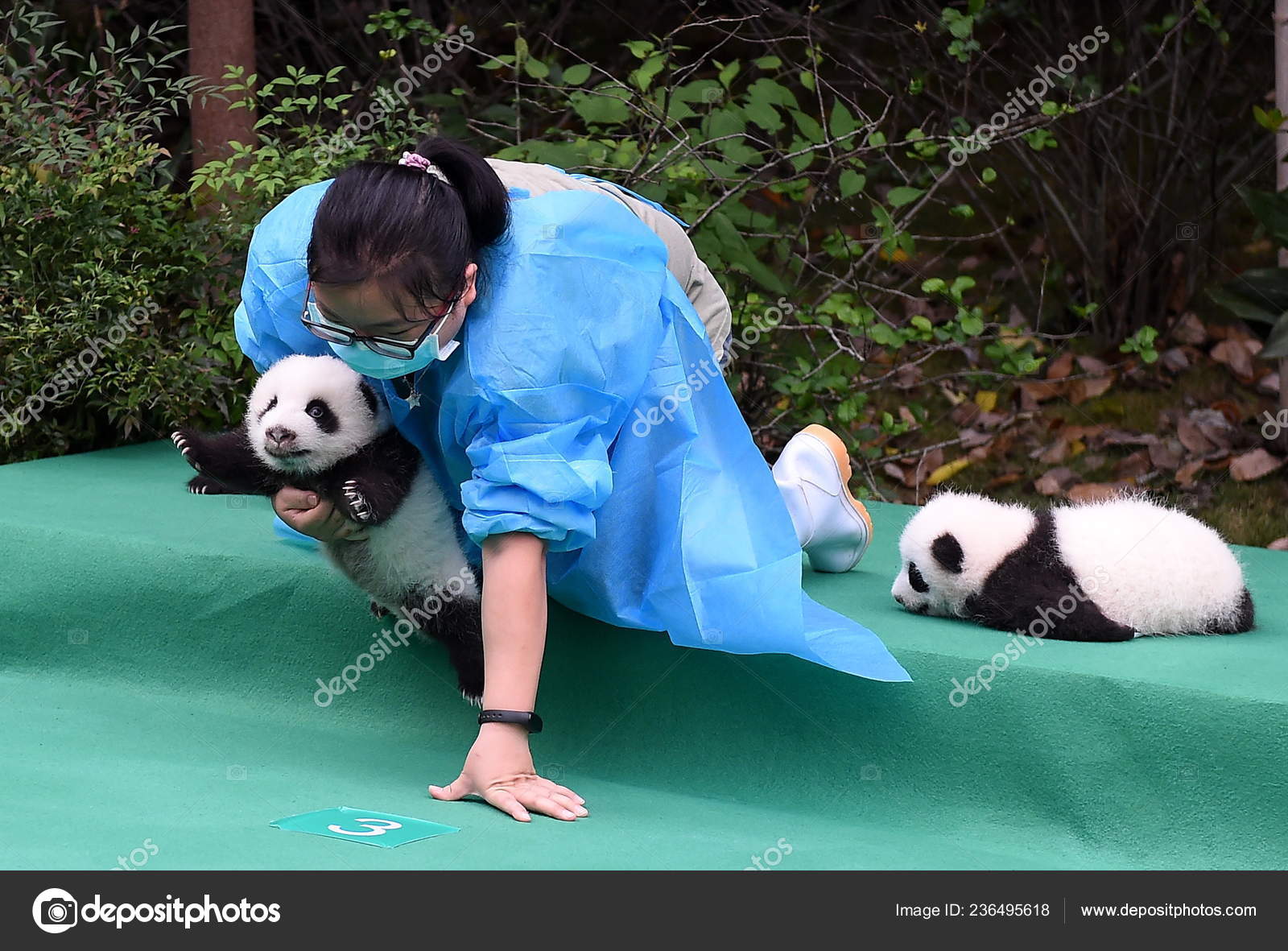 Chinese Panda Keeper Holds Giant Panda Cub Born 2017 Public — Stock Editorial Photo ...