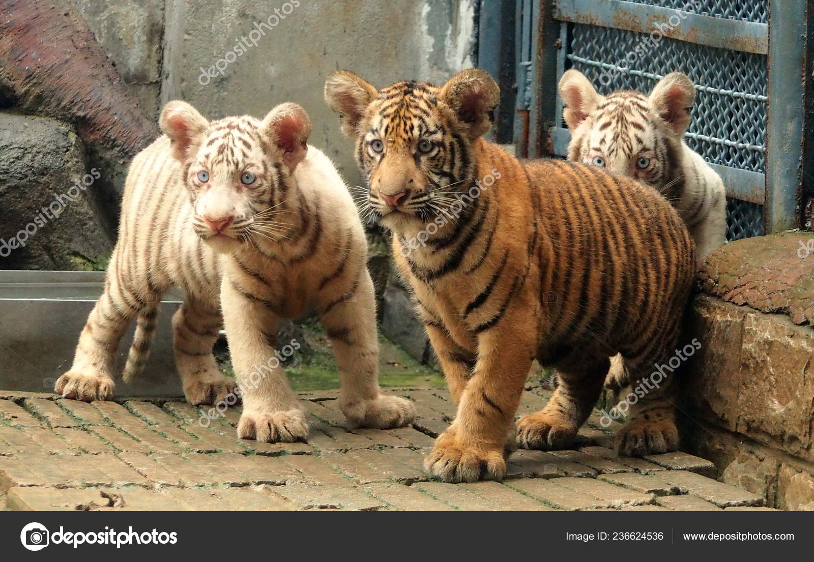 Tiger Triplets Pictured Jinan Zoo Ji'nan City East China's Shandong ...