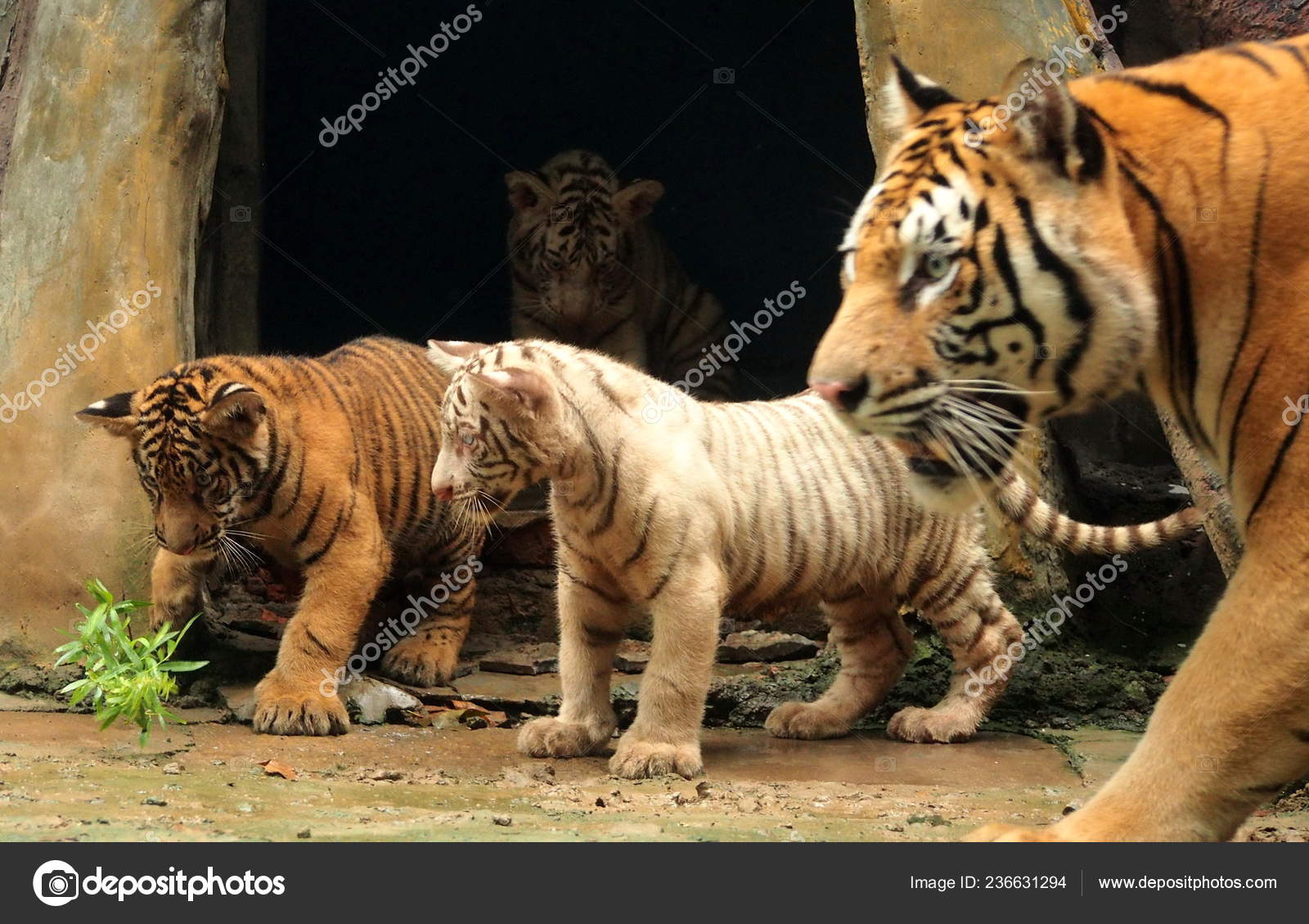 Tiger Triplets Pictured Year Old Bengal Tiger Mother Cong Cong – Stock ...