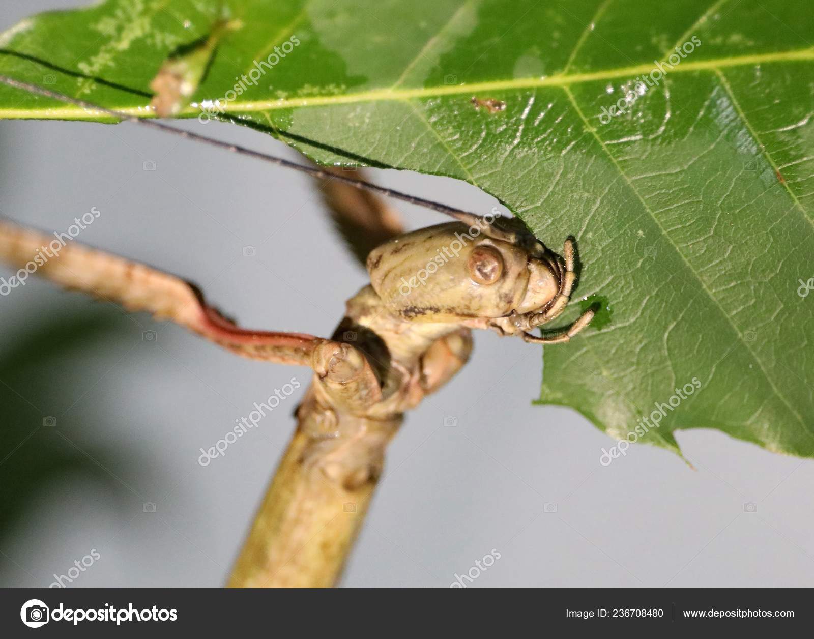 World's Longest Insect Stick Insect Measuring 640 Millimeters Which ...