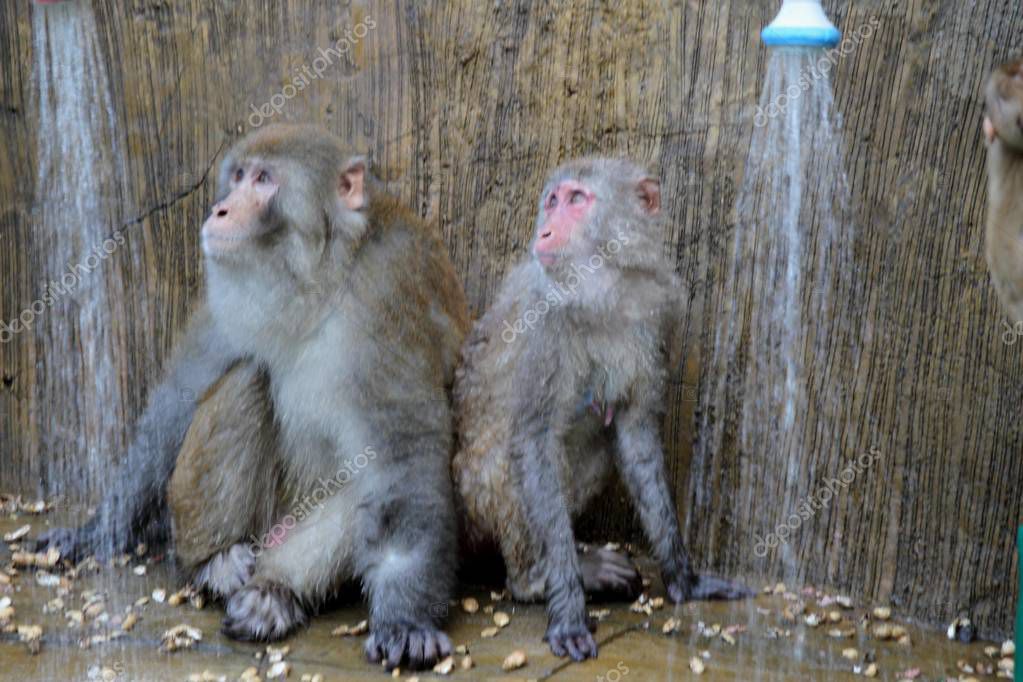 Los macacos salvajes se duchan bajo las tuberías de agua para ...