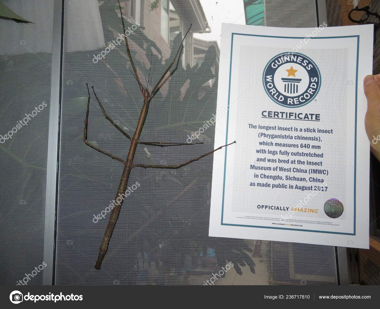 World Longest Insect Stick Insect Measuring 640 Millimeters Which ...
