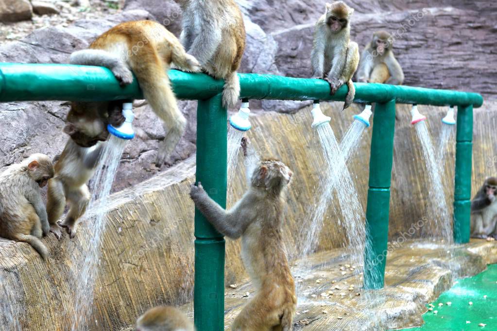 Los macacos salvajes se duchan bajo las tuberías de agua para ...