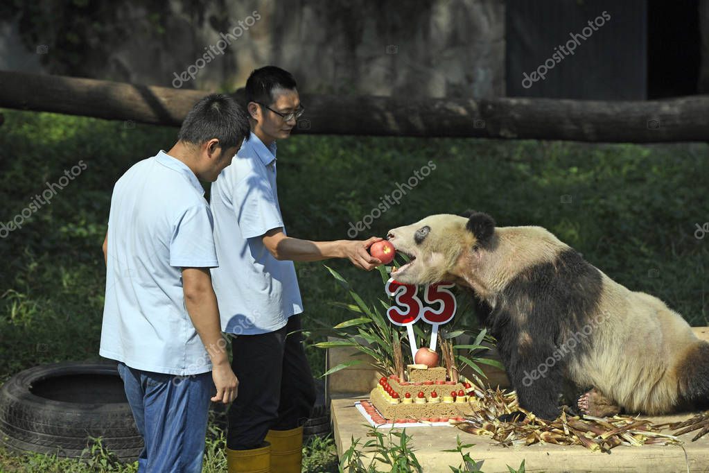 Un cuidador del zool gico alimenta al panda gigante femenino Xinxing ...