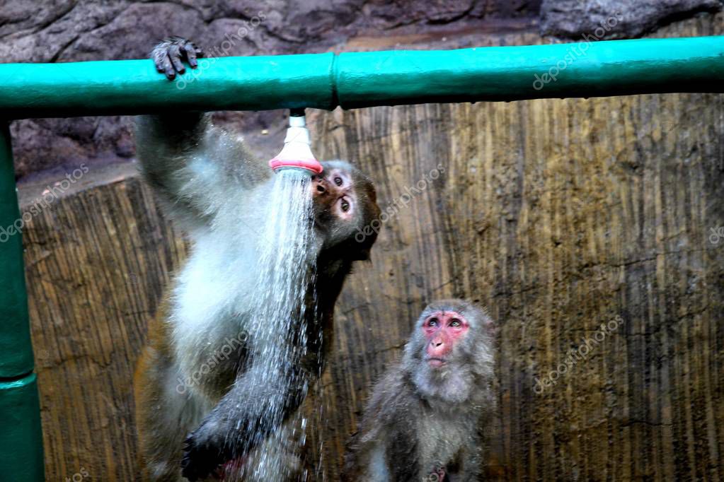 Los macacos salvajes se duchan bajo las tuberías de agua para ...