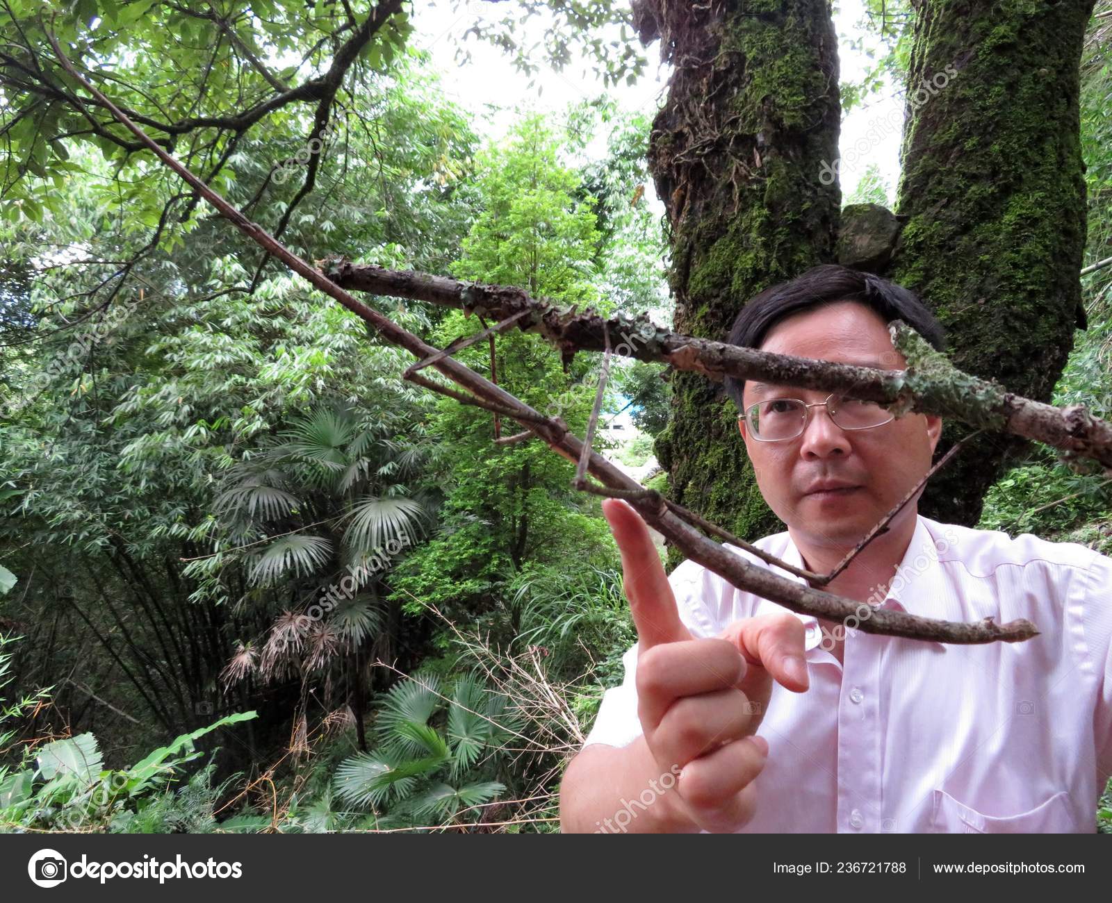 Discoverer Zhao Shows World's Longest Insect Stick Insect Measuring 640 ...
