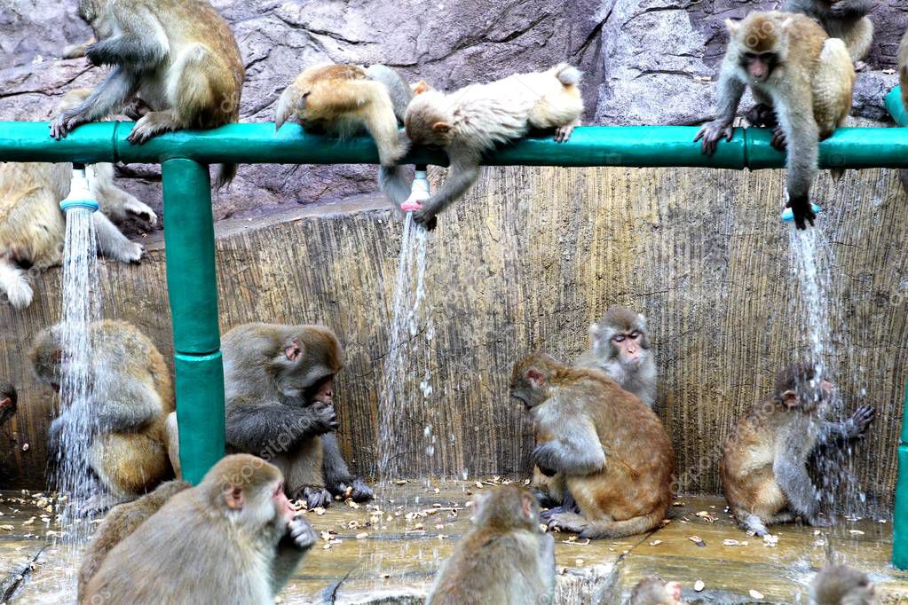 Los macacos salvajes se duchan bajo las tuberías de agua para ...