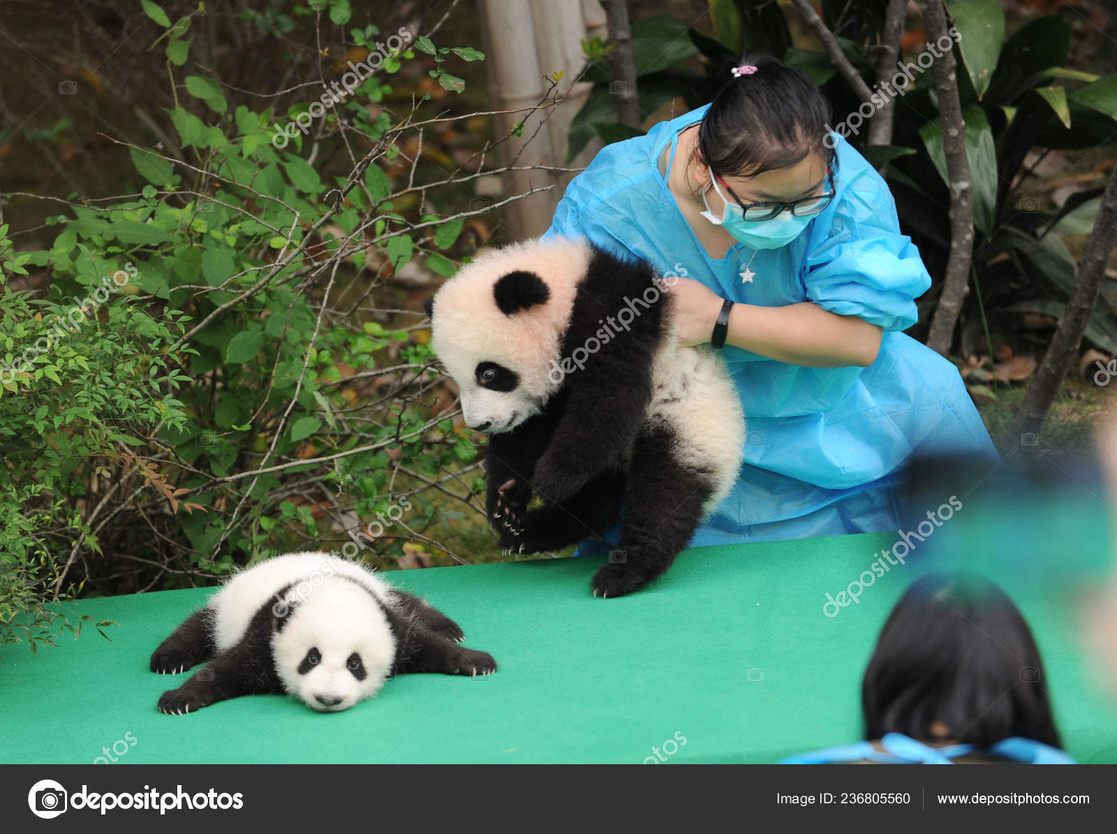 Chinese Panda Keeper Holds Giant Panda Cub Born 2017 Displayed – Stock ...