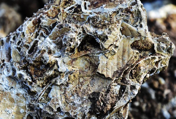 Fossils Ancient Animals Plants Unearthed Construction Site Yunyang ...