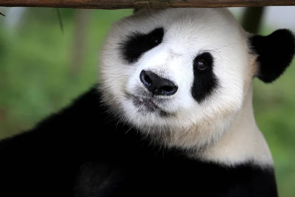 Panda negro Stock Photos, Royalty Free Panda negro Images | Depositphotos