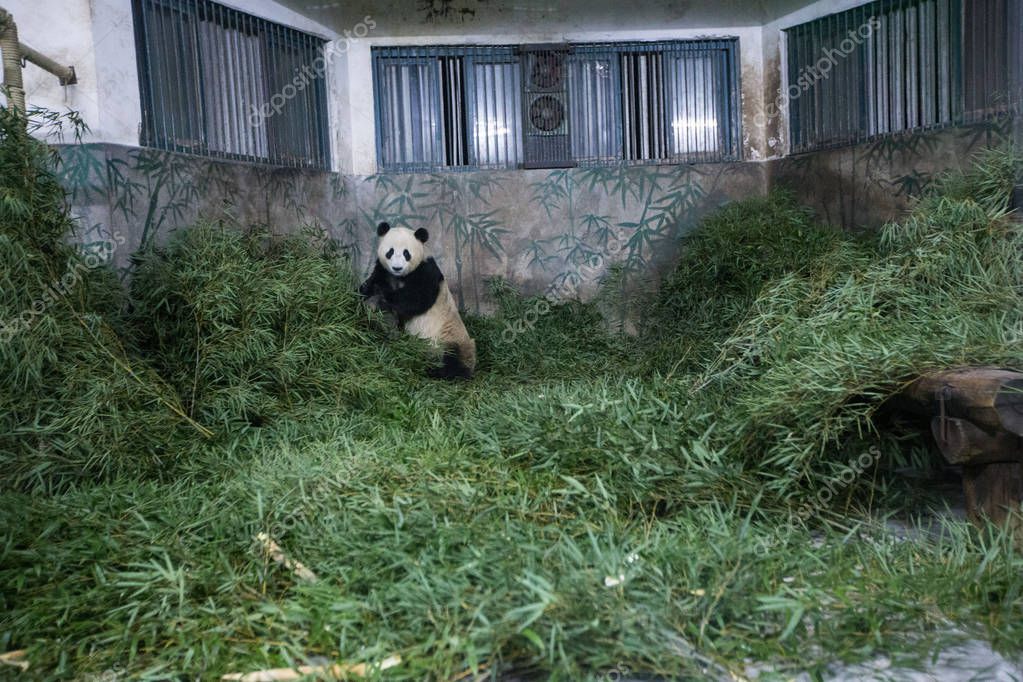 El panda gigante Shuanghao come bamb en la sala del panda en el zool ...
