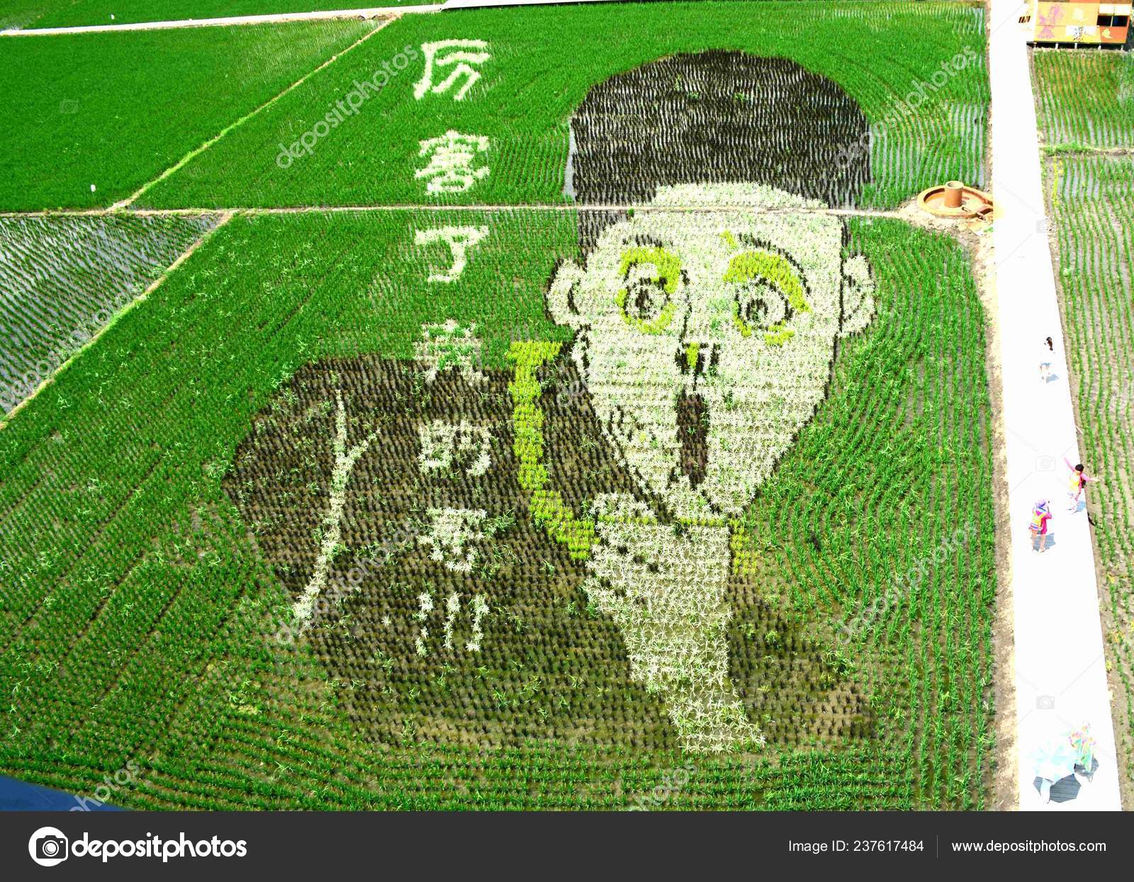 Rice Paddy Painting Display Paddy Fields Shenyang City Northeast China ...