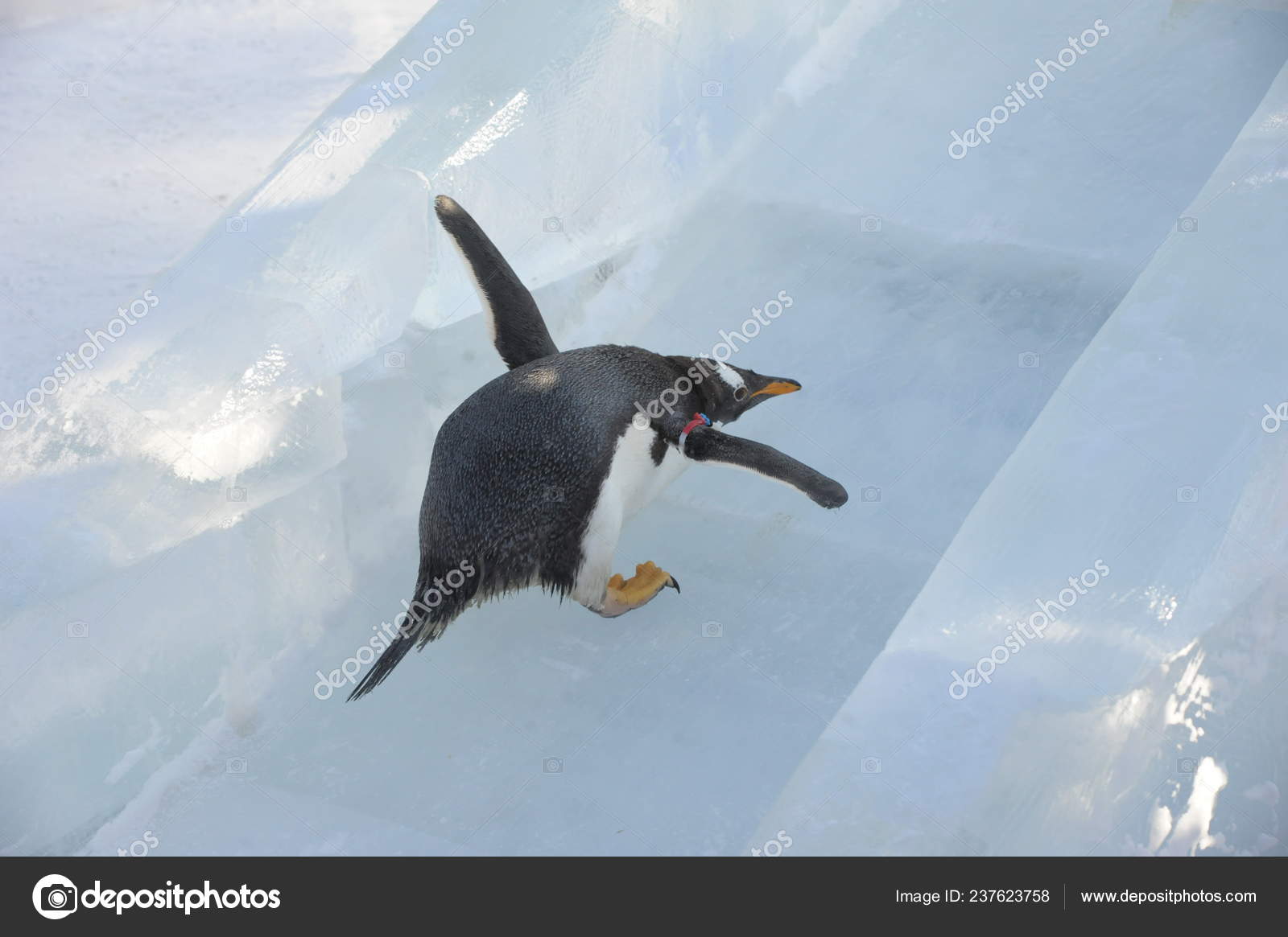 Penguin Sliding On Ice
