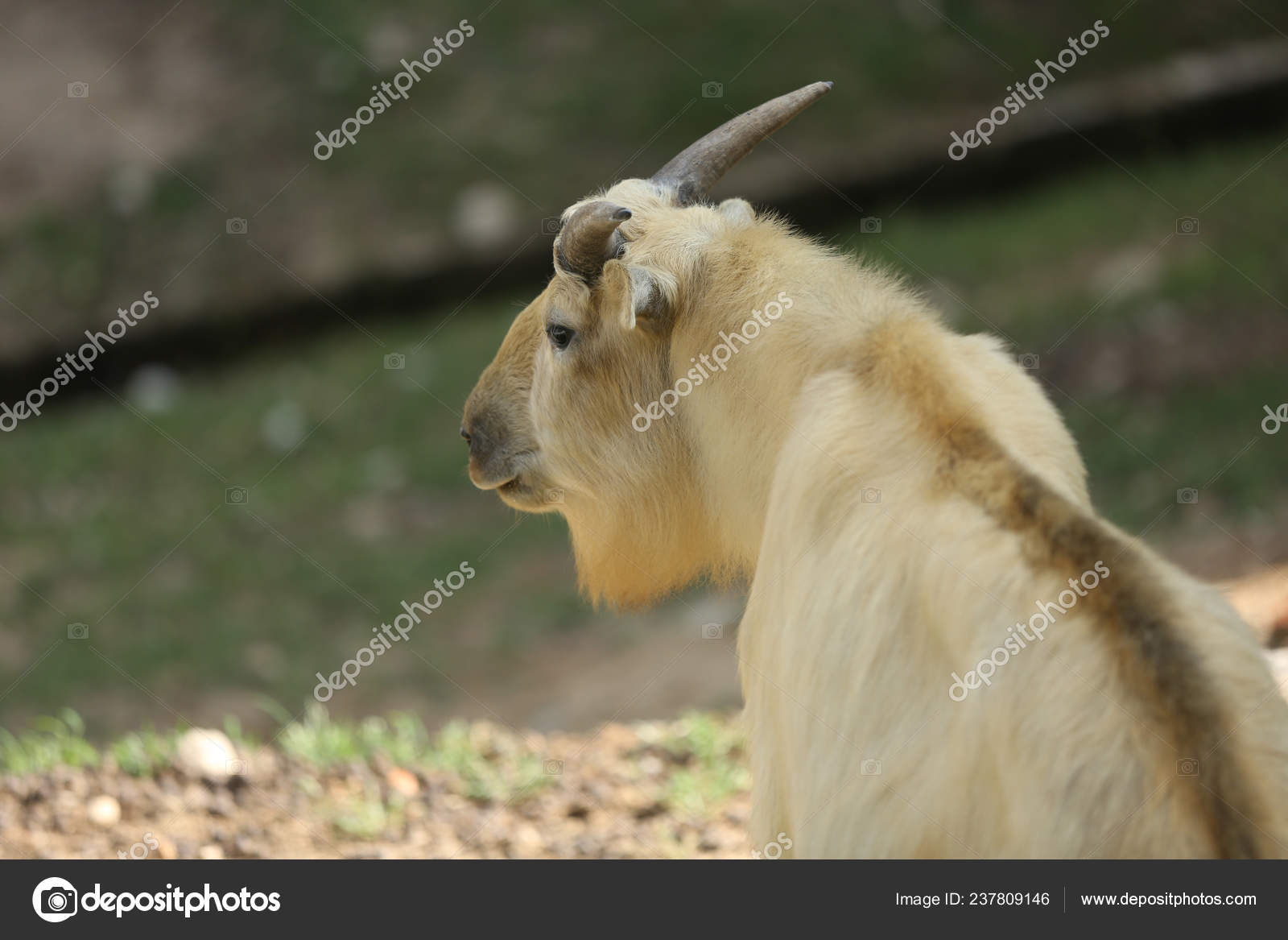 Representa Takin Lugar Escénico Huayang Ancient Town Condado Yang ...