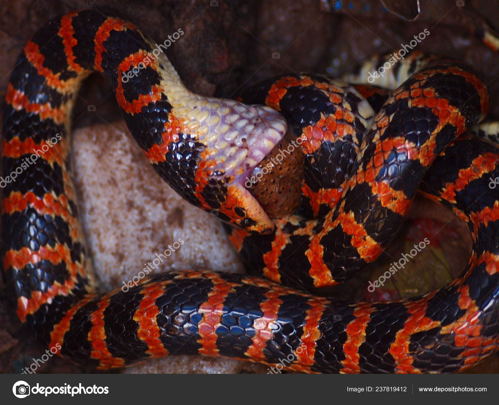 Red Black Lycodon Snake Eats Toad Well House Chinese Farmer — Stock ...
